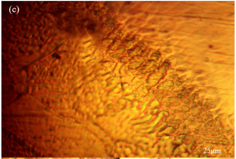 Microstructure and Mechanical Properties Assessments of 304 Austenitic ...
