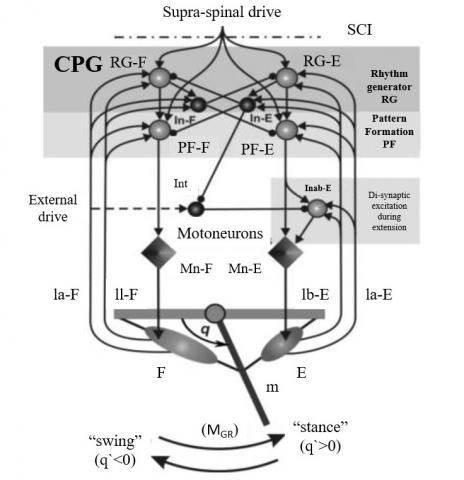 Unified Neuromechanical Control Model for Rhythmic and Discrete Hand ...